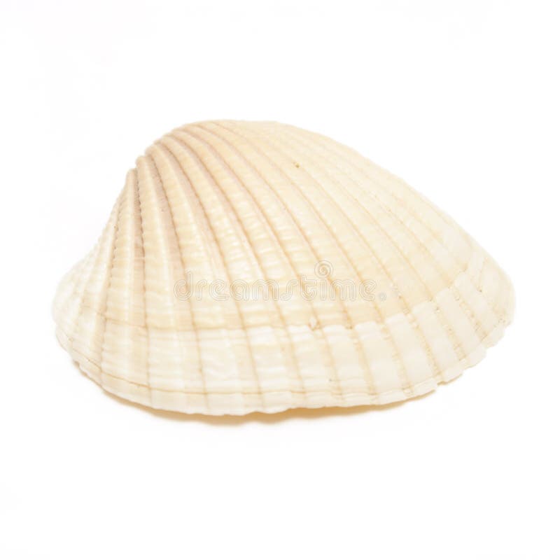 Image of Rochia Nilotica, Common Name the Commercial Top Shell, is a ...
