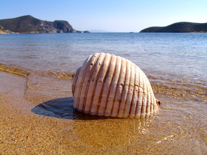 A sea shell stock image. Image of ocean, floor, marine - 20094189