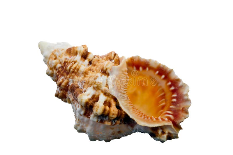 Sea shell stock photo. Image of single, food, life, shell - 14413618