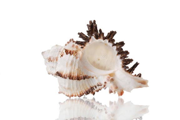 Sea Shell stock photo. Image of creature, single, shellfish - 14565274