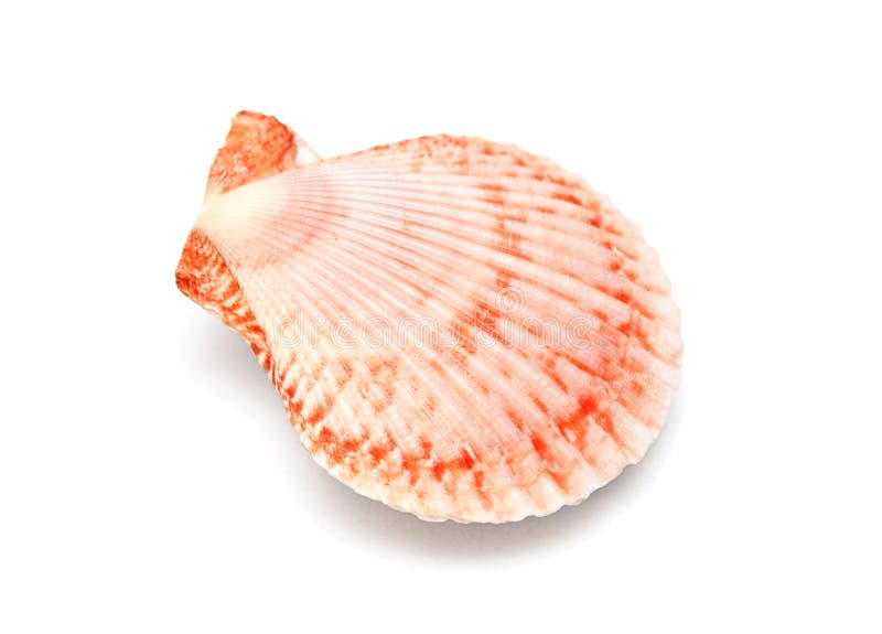 Sea shell stock image. Image of seashell, cockleshell - 14901709