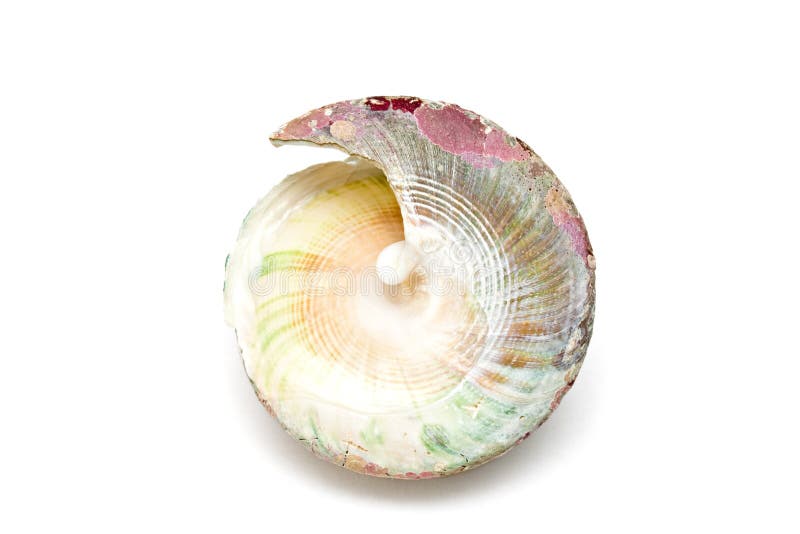 Sea shell stock image. Image of nacre, nature, brown - 14981705