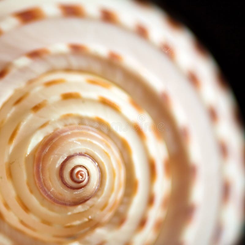 Sea shell spiral stock photo. Image of shells, nature - 47152762