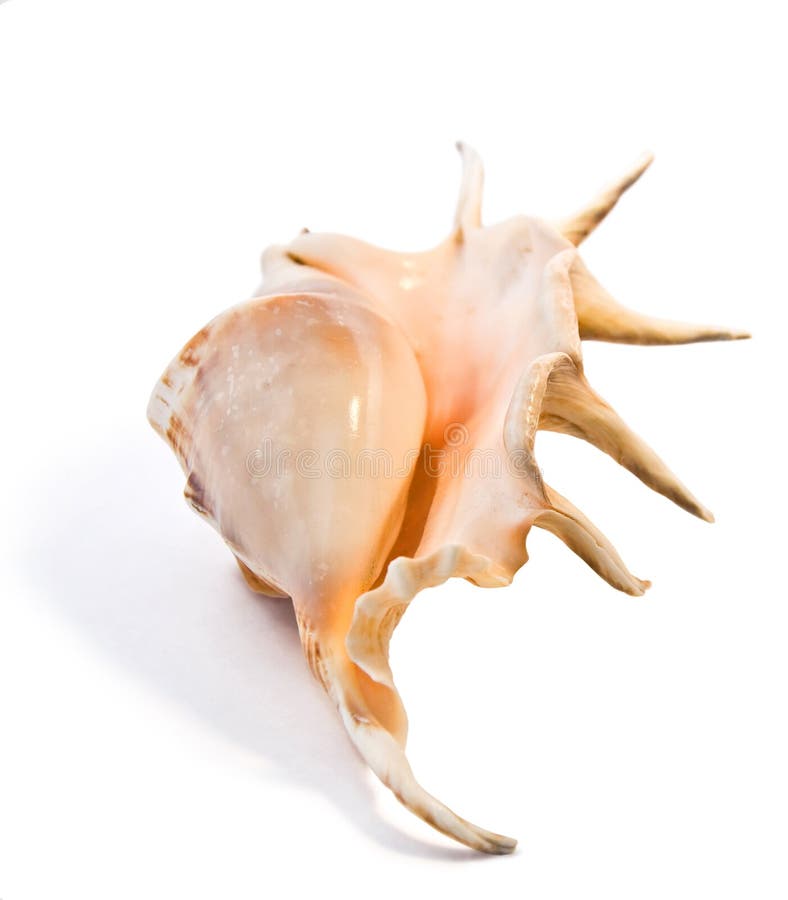 Sea Shell Picture. Image: 15838162