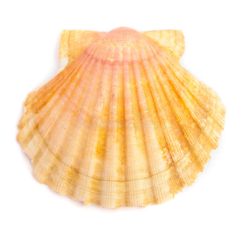 Seashells isolated stock photo. Image of environment, outdoor - 8485880