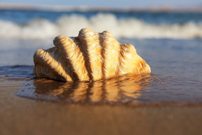 Sea shell stock photo. Image of travel, bright, nature - 17774308