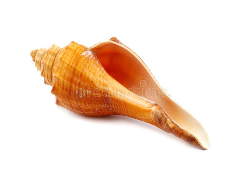 Sea Shell stock photo. Image of seashells, protective - 17833818
