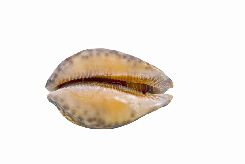 Sea shell stock photo. Image of cockle, biology, decoration - 18026428