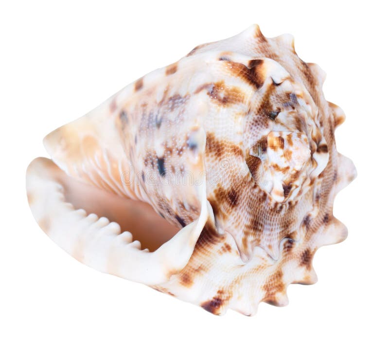 Sea Shell stock photo. Image of history, seaside, marine - 71998