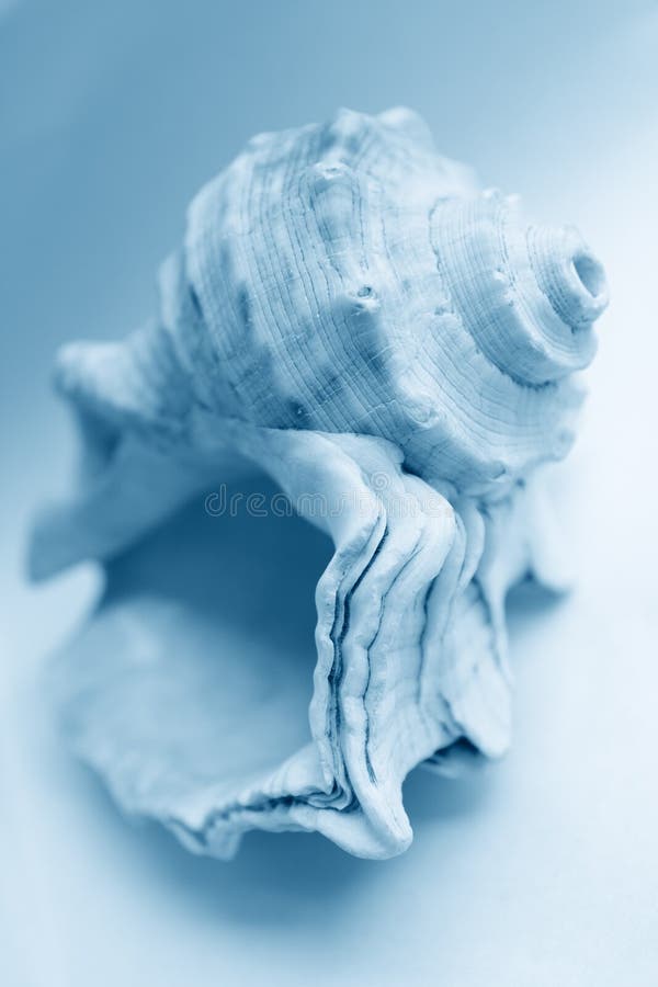 Beautiful Seashell on Blue Background Stock Image - Image of nature ...