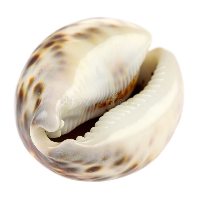 Sea Shell Picture. Image: 18557151