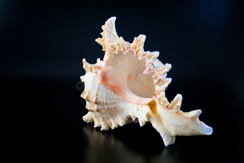 Sea shell 2 stock photo. Image of collection, aquatic - 14468562