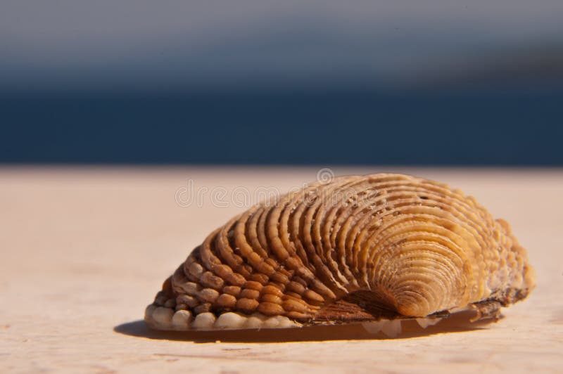 111 Ridges Seashell Stock Photos - Free & Royalty-Free Stock Photos ...