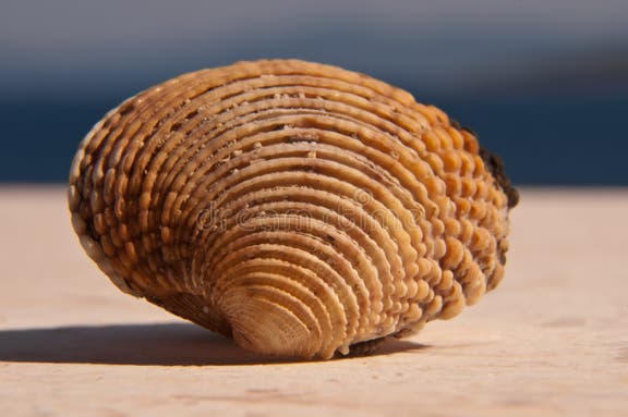 383 Ridges Seashell Stock Photos - Free & Royalty-Free Stock Photos ...
