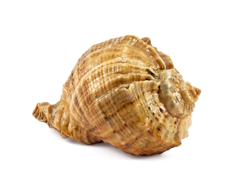 Sea shell stock photo. Image of marine, collection, closeup - 21194744