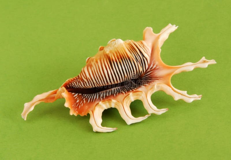 Sea shell stock photo. Image of hard, object, mollusk - 21781064