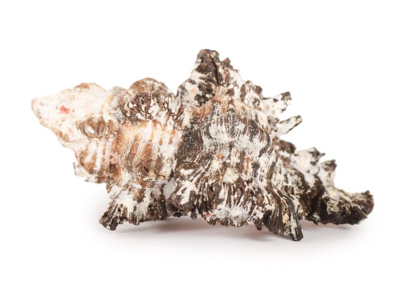 Sea shell stock photo. Image of close, creature, seashell - 21875316