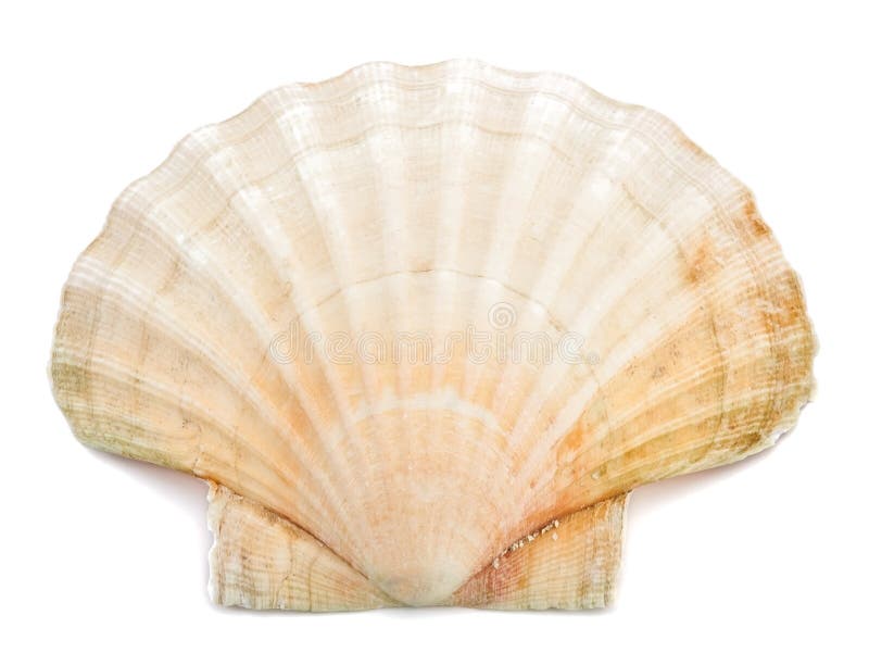 Sea shell stock photo. Image of scallop, object, fish - 21943276