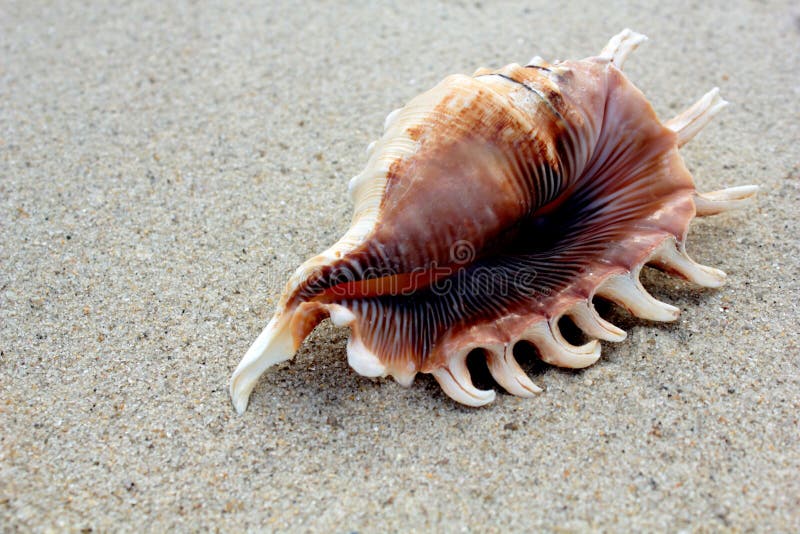 Sea Shell stock photo. Image of wildlife, summer, echinoderm - 22583624