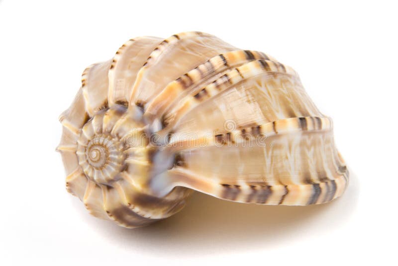 Blue Seashell stock photo. Image of marine, background - 12769122
