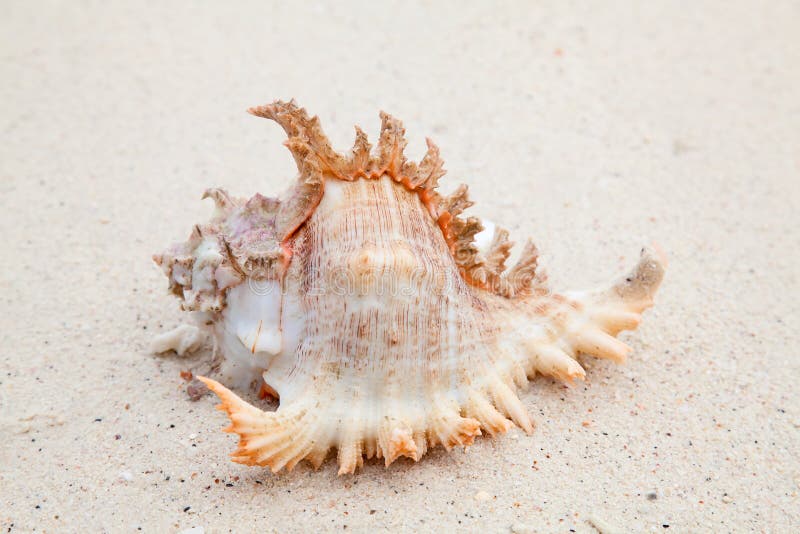 Single Beautiful Sea Shell on a Sandy Beach Stock Photo - Image of ...