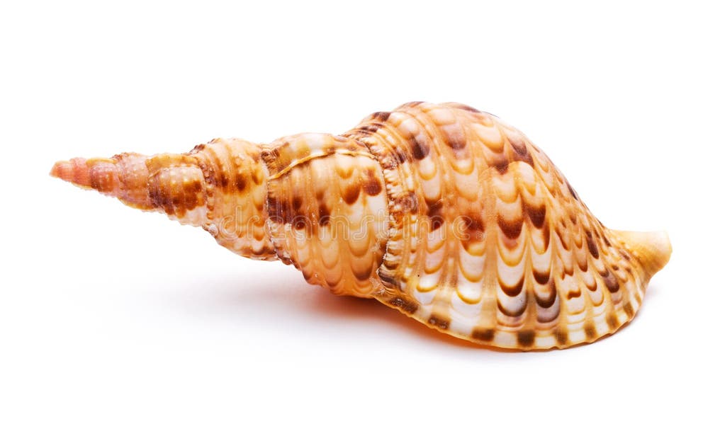 Sea shell stock photo. Image of decor, shell, radial - 24147056