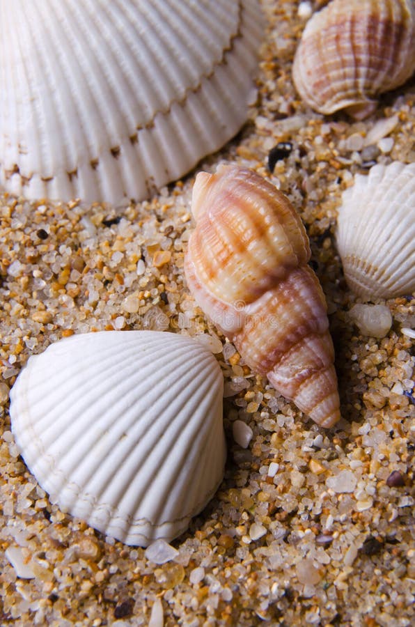 Sea shells stock image. Image of seashell, sand, spiral - 24930651