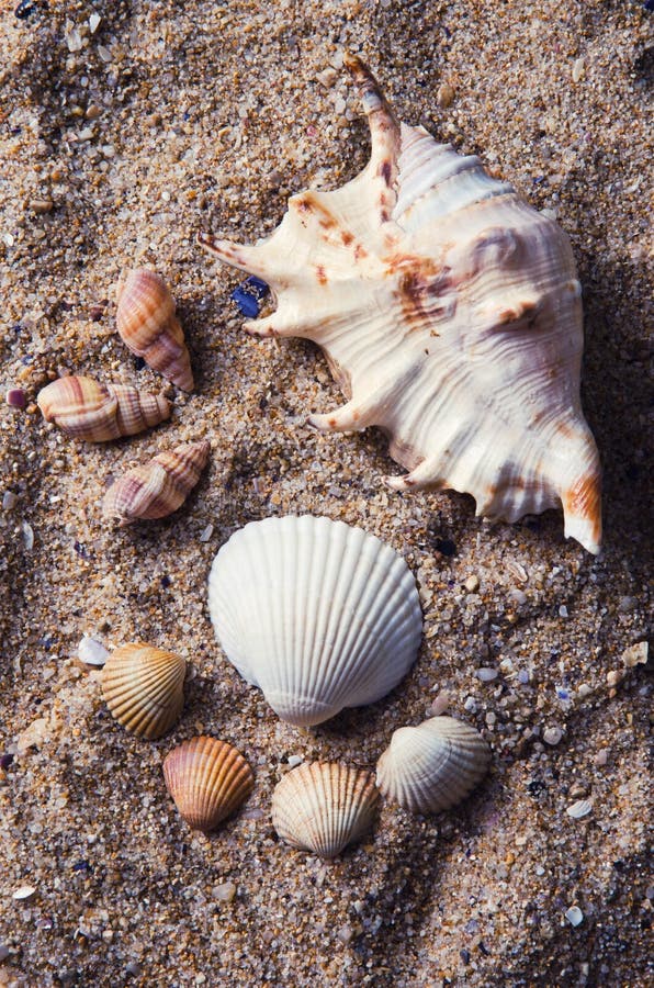 Sea shells stock image. Image of seashell, sand, spiral - 24930651