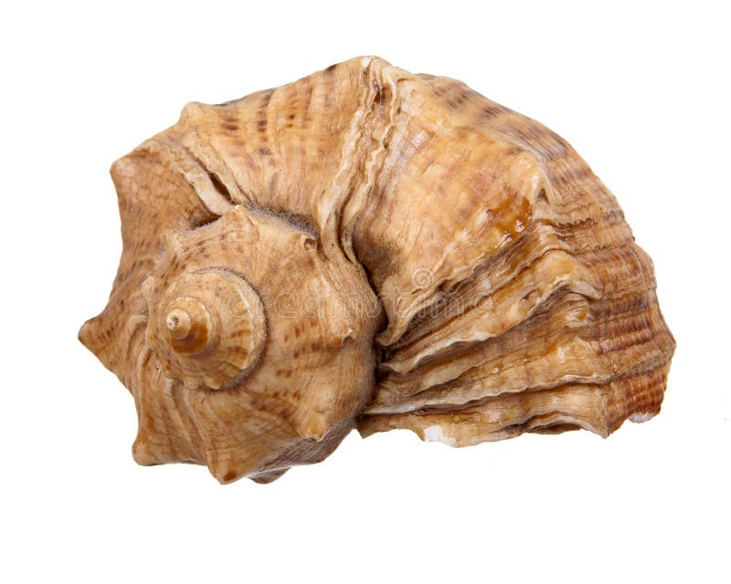 Big sea snail shell stock image. Image of invertebrate - 3303329