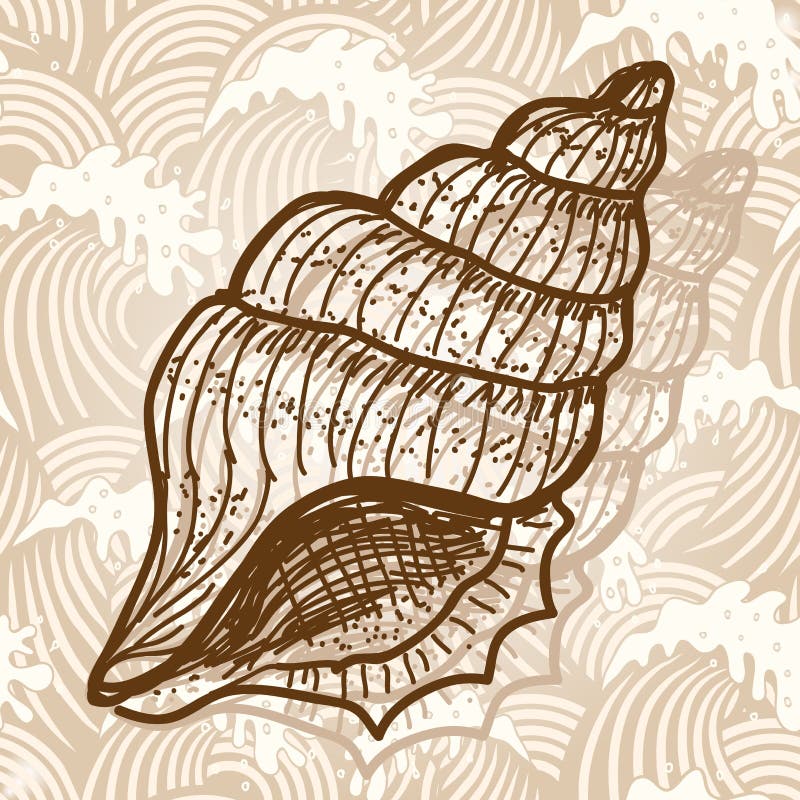 Sea shell sketch stock illustration. Illustration of close - 44316394