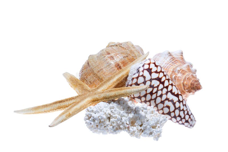 Seashell - Sacred Geometry stock image. Image of background - 45280961 Seashell - Sacred Geometry stock image. Image of background - 45280961