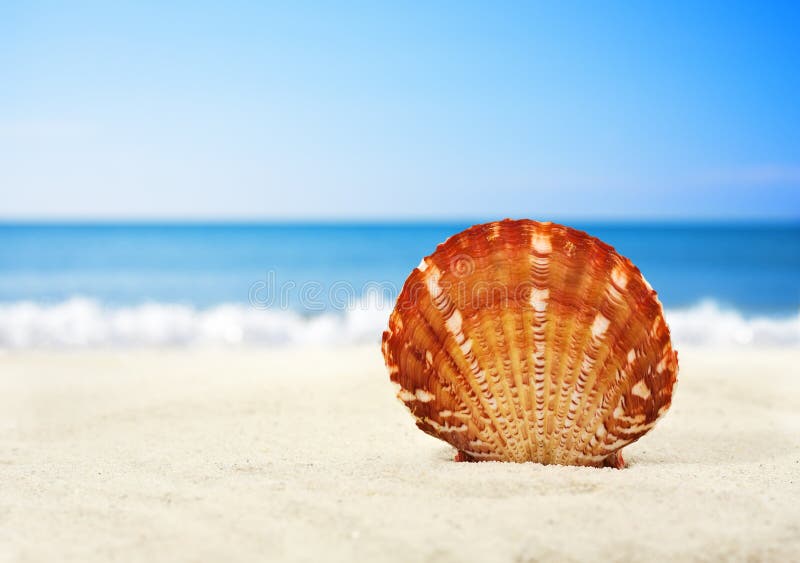 Seashells on beach stock photo. Image of coast, seashells - 5339834