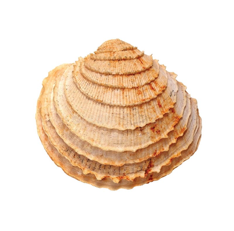 Sea shell stock photo. Image of geographic, white, stone - 27049436