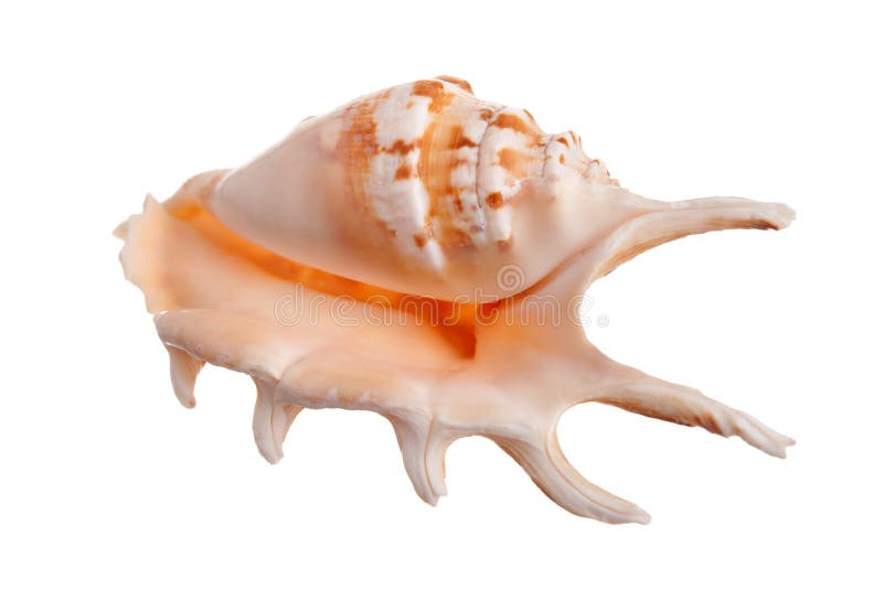 Shark tooth stock photo. Image of archaeology, nature - 9633486