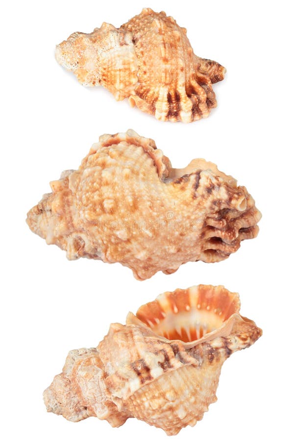 Sea shell stock photo. Image of curve, mollusk, color - 27355162