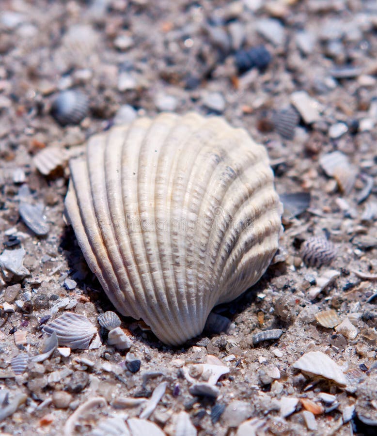 Sea shell stock image. Image of vacation, fragile, ocean - 27942333