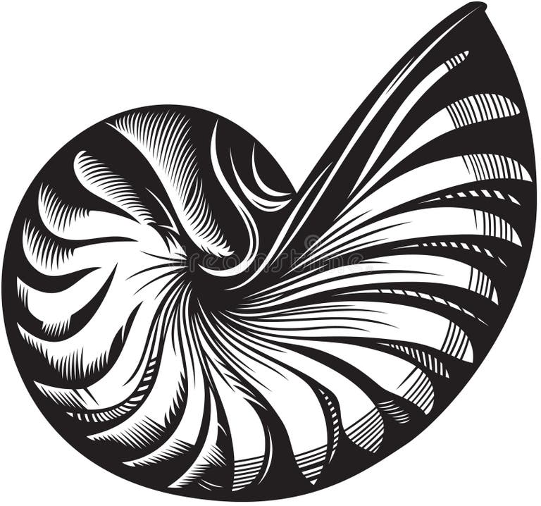 Graphic Sea Shell Stock Illustrations – 66,361 Graphic Sea Shell Stock ...