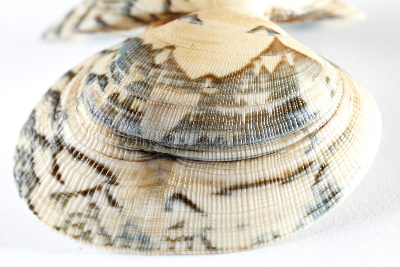 Sea shell stock photo. Image of fossil, hard, macro, shell - 29241880