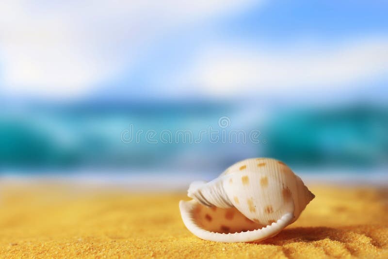 Conch Shell stock image. Image of love, background, beach - 987557