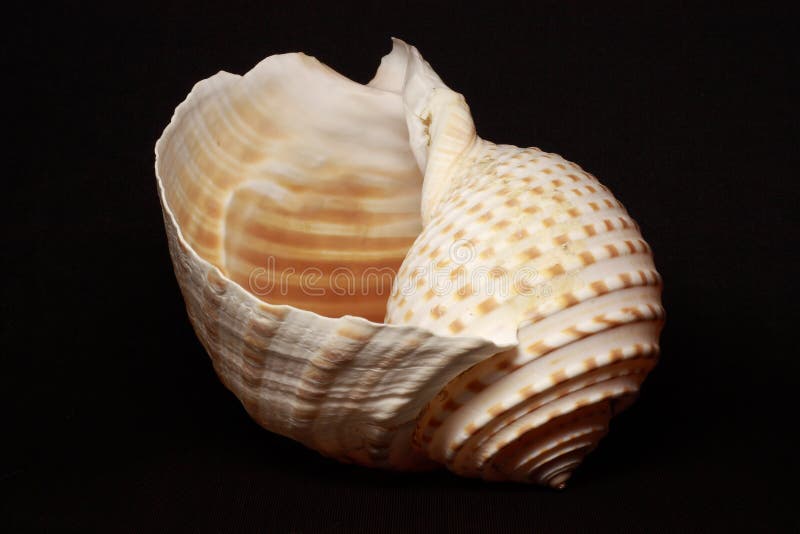 Shell Shankha Stock Illustrations – 16 Shell Shankha Stock ...