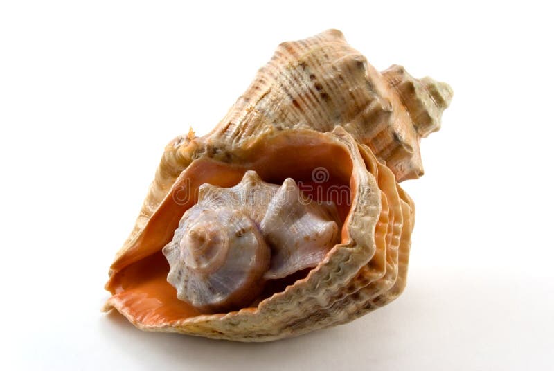 Sea Shell Picture. Image: 3445409