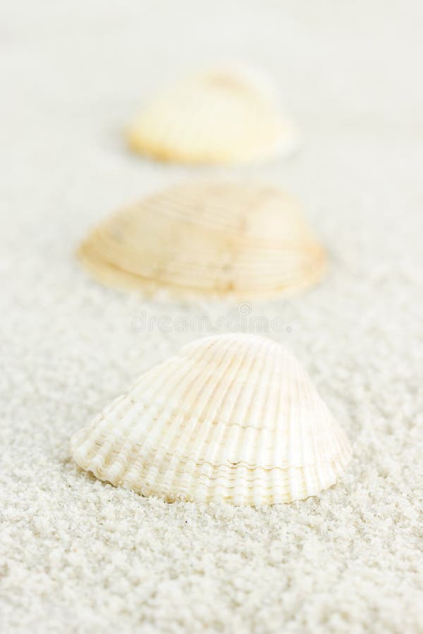 Sea shell stock image. Image of shell, travel, texture - 37458271