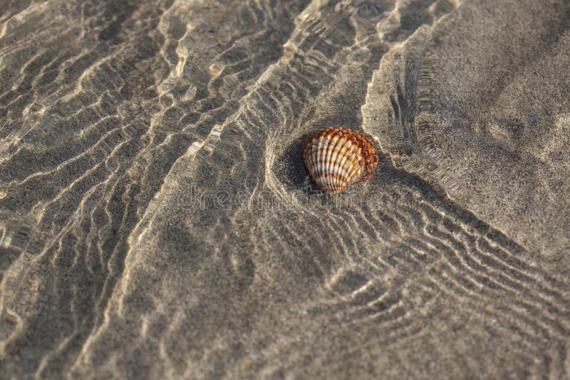 Seashell stock image. Image of beaches, sand, seashell - 50541567