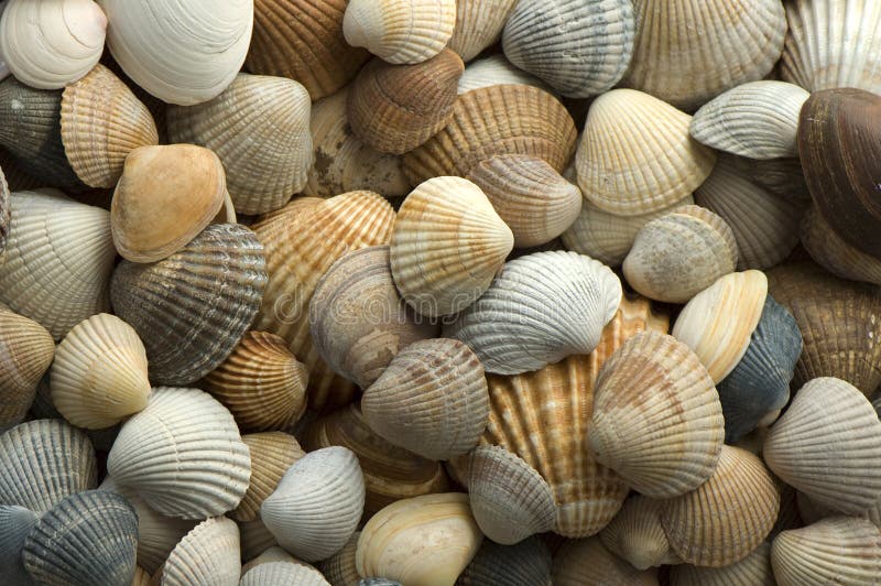Sea shell 4 stock photo. Image of fresh, shell, nature - 4112118