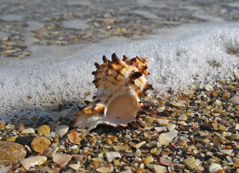Sea Shell Picture. Image: 4081178