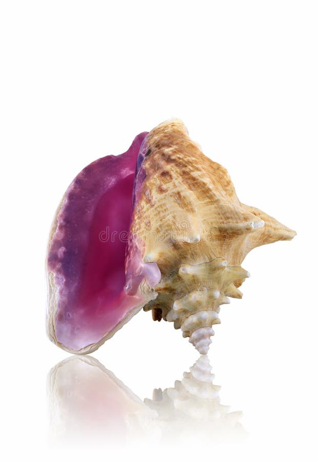 Sea Shell Front and Back stock photo. Image of ocean - 18122274