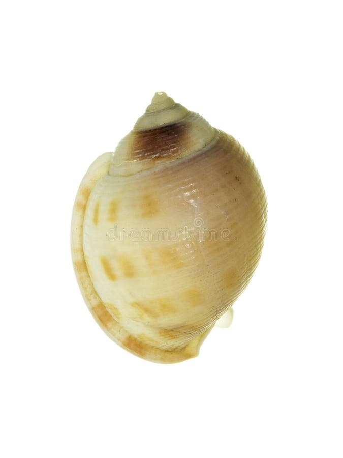 Sea Shell Picture. Image: 4322362