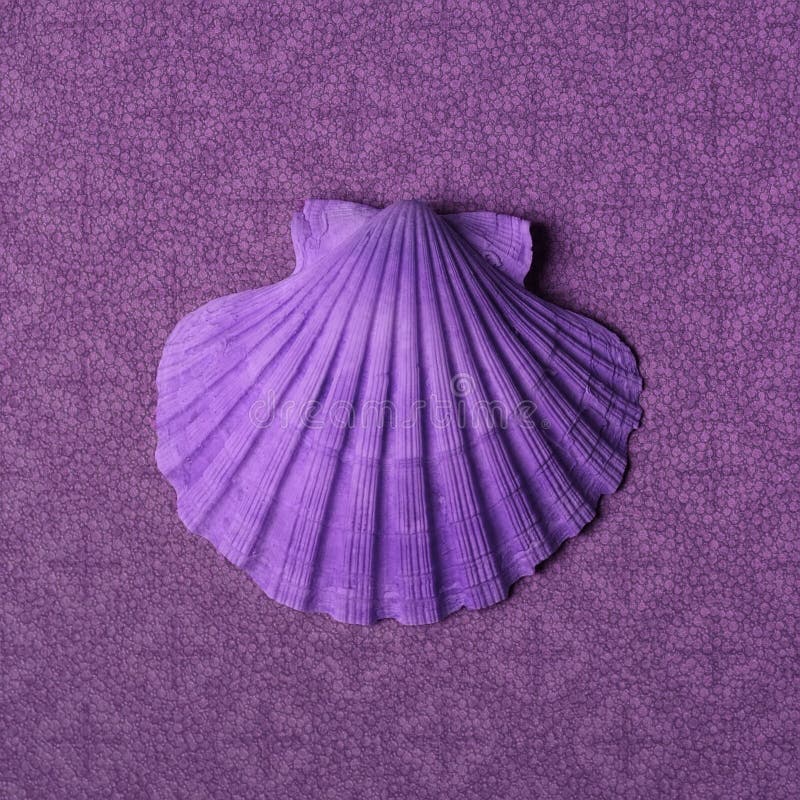 Sea shell stock photo. Image of purple, beauty, form, mollusk - 4362426