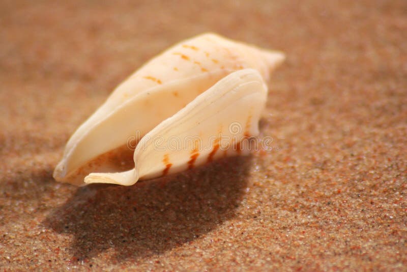 Sea shell stock image. Image of rock, egypt, sharm, diogenes - 4662175