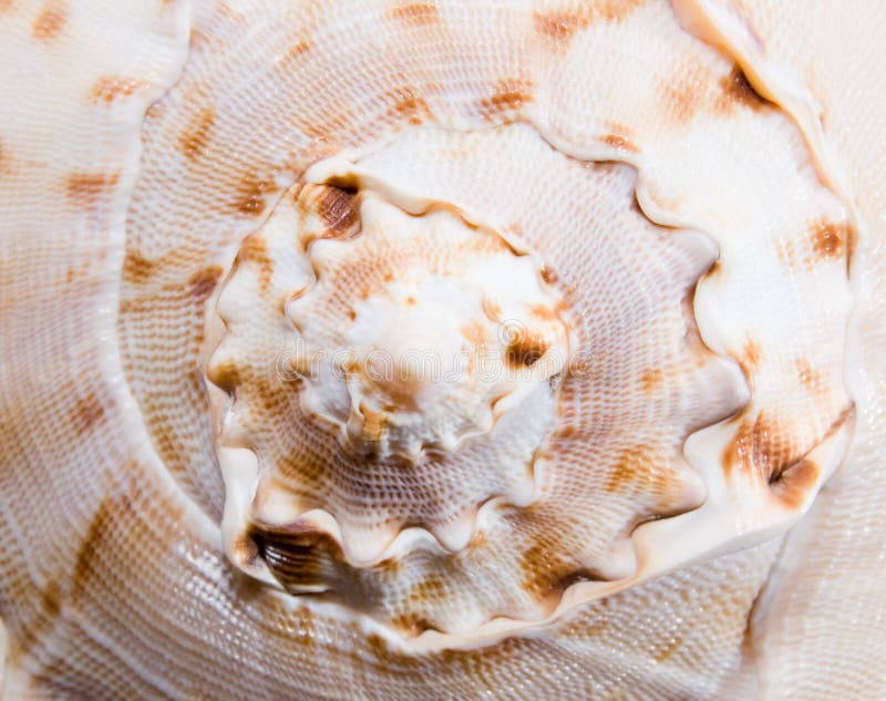 Sea shell. stock photo. Image of spiral, object, shell - 5045926